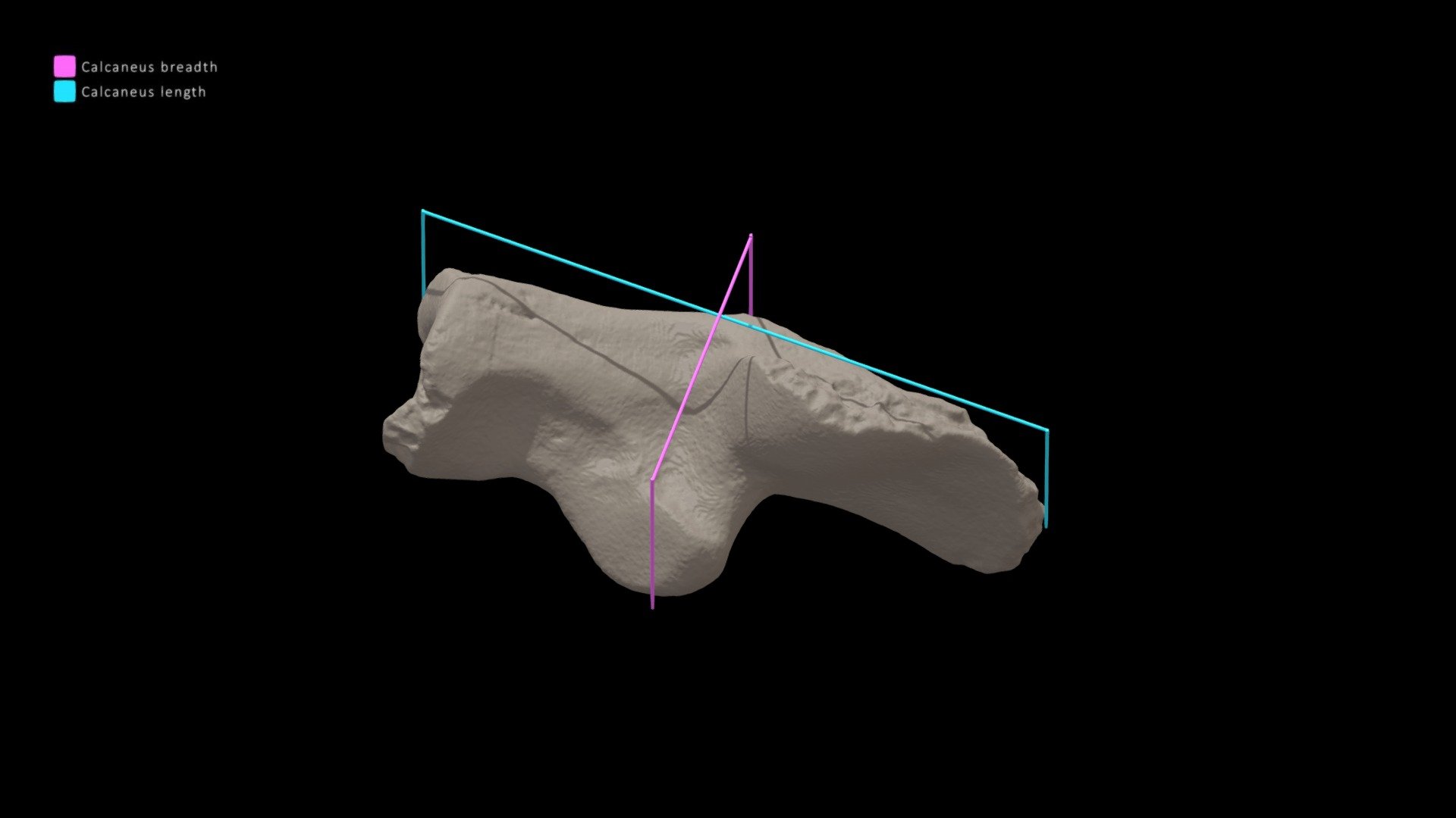 Calcaneus caliper measurements - 3D model by Blackburn Lab (@ufherps ...
