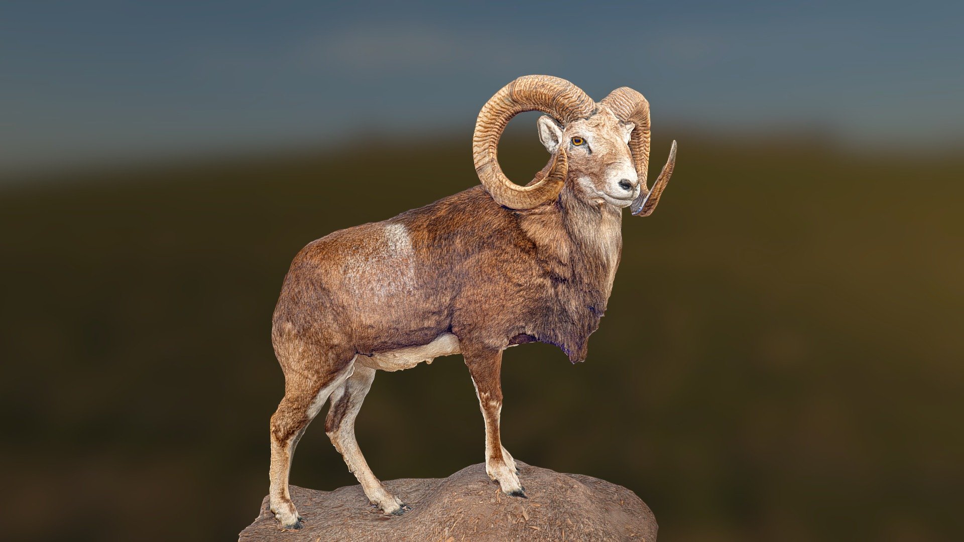 Stuffed Ram - Buy Royalty Free 3D model by LZCreation (@jmch) [861854c ...