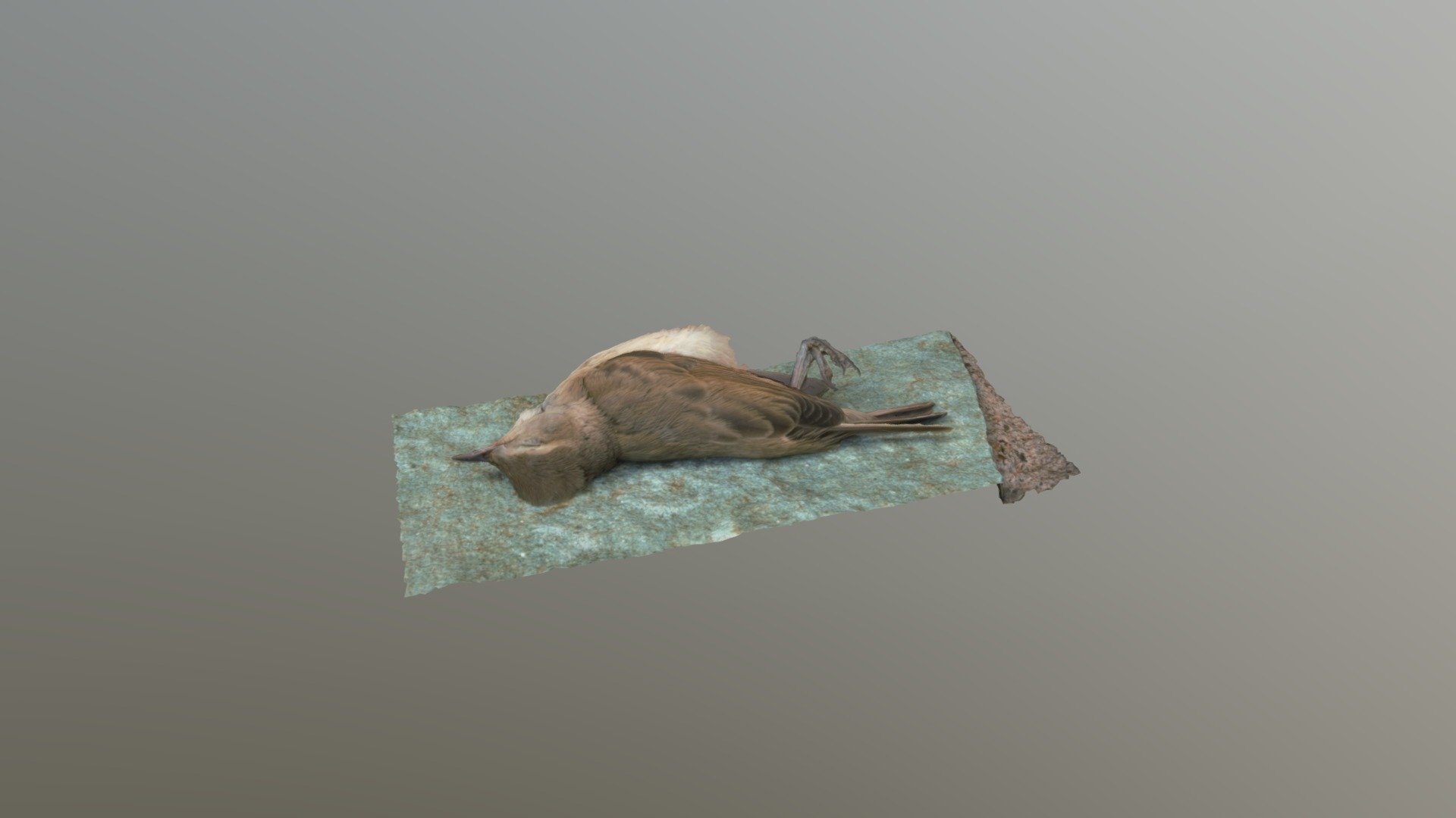 Dead Bird - Download Free 3D model by grayhole.p [86194d0] - Sketchfab