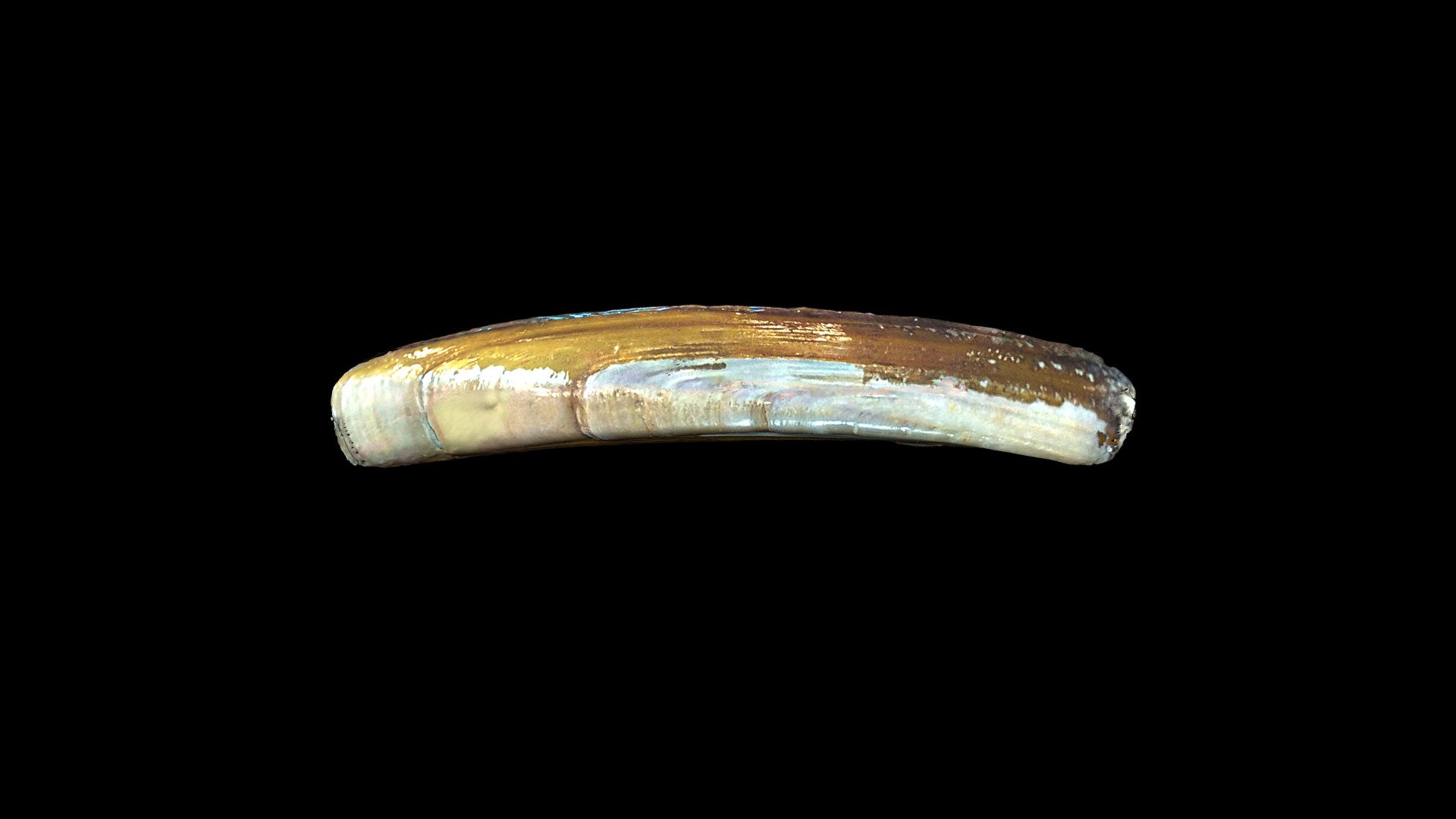 Shell 18 - Ensis ensis - 3D model by Peter Nox (@Peter.Nox) [861d2e3 ...