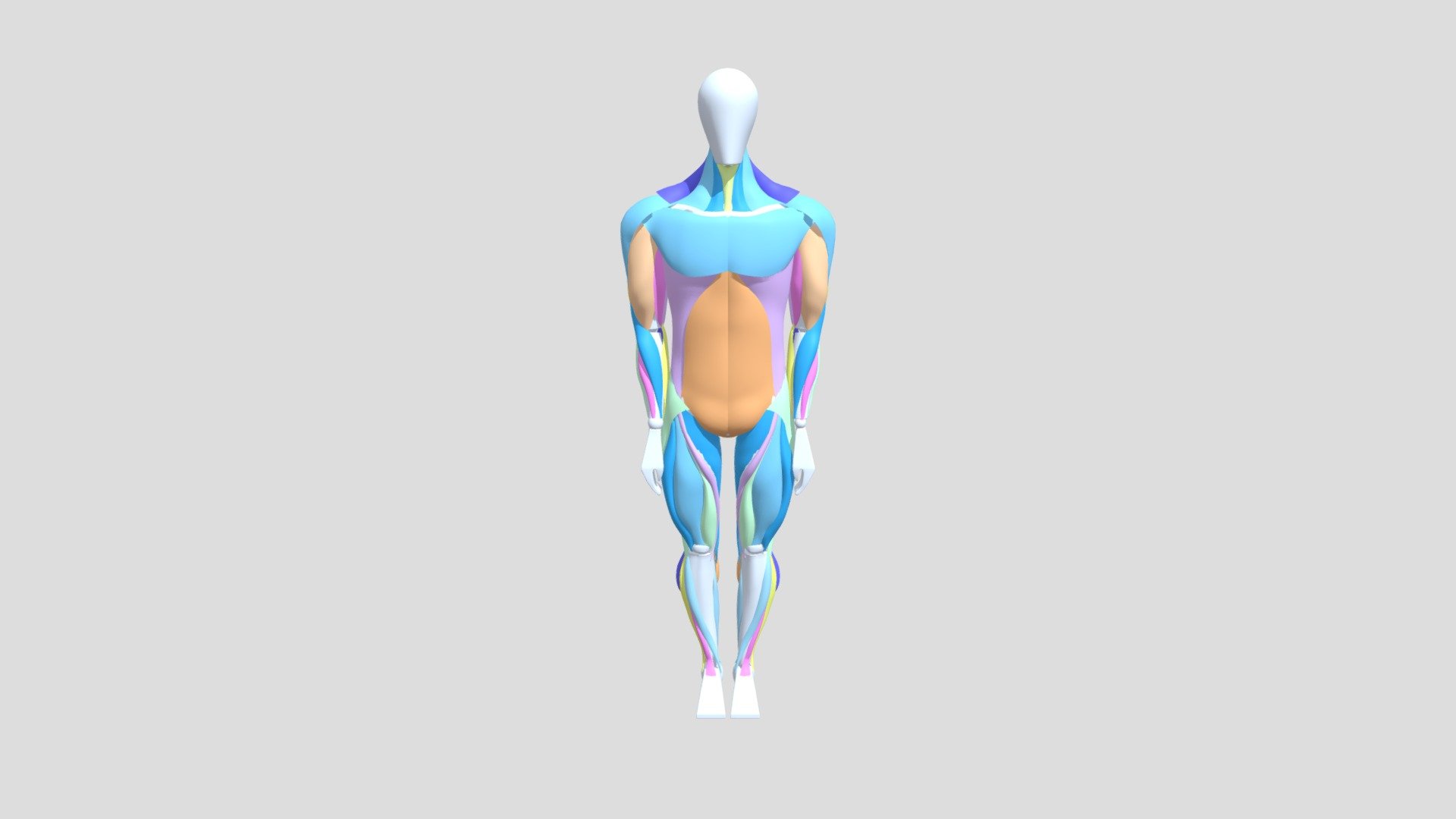 Standing Up Muscles - 3D model by mtsu_lewis [861f7e7] - Sketchfab