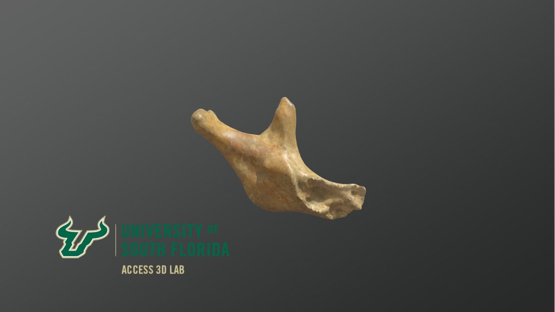 Medieval Human Mandible 16 - 3D model by access3d [8628a3a] - Sketchfab