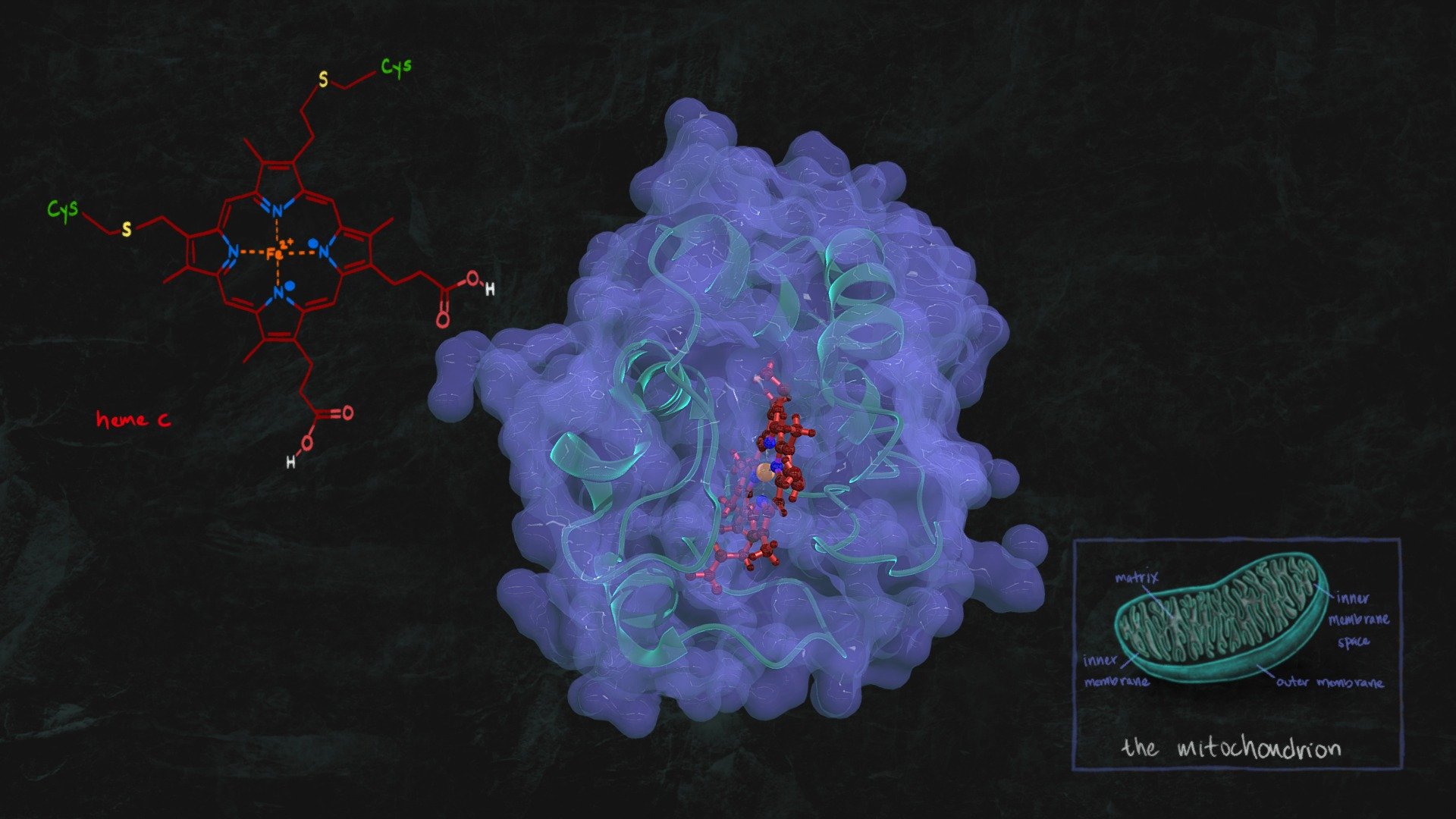 Cytochrome C - 3D model by University of Dundee, CAHID (@anatomy_dundee ...