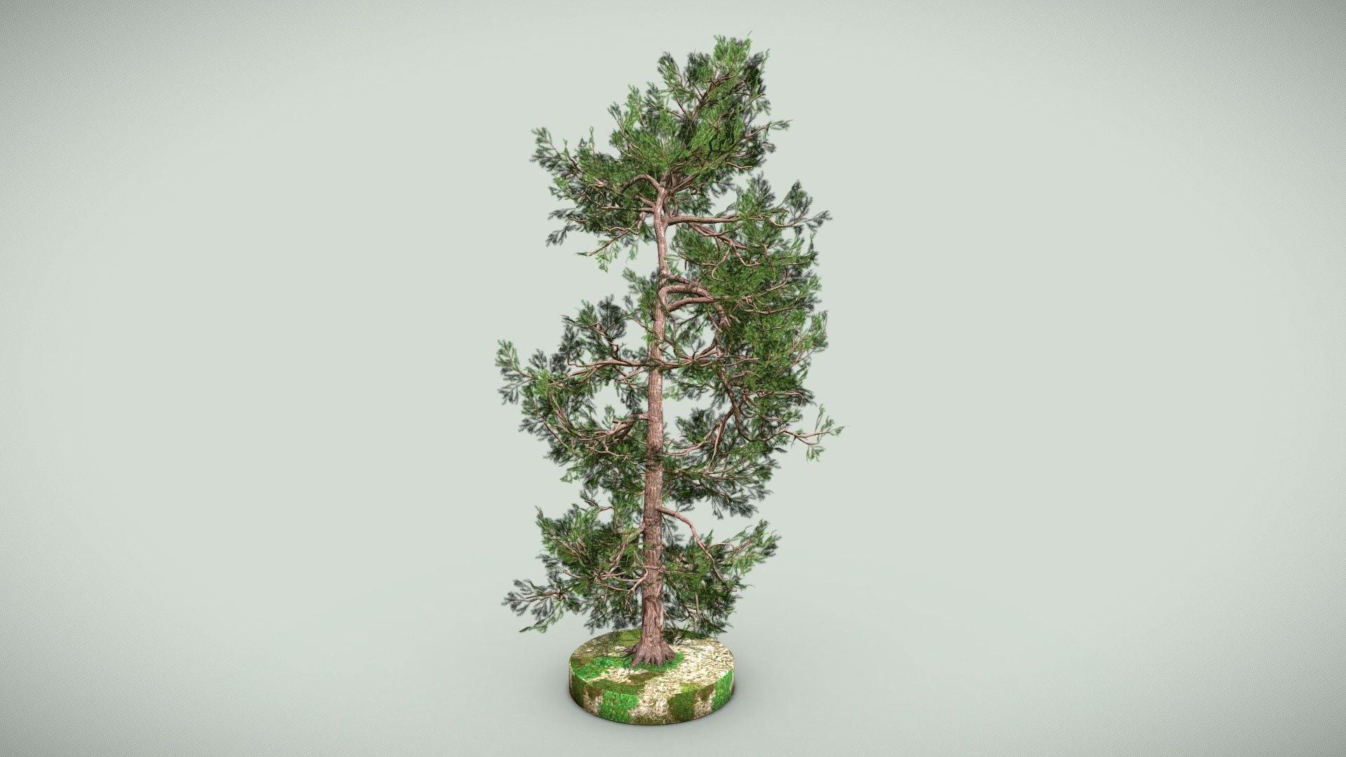 Tree 2 - Download Free 3D model by Menno [862cd42] - Sketchfab