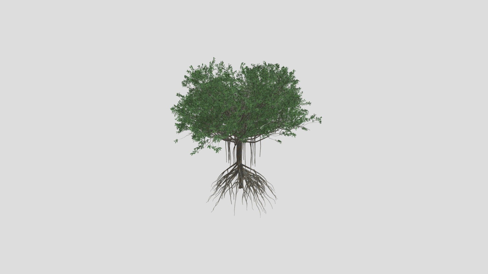 GTV mangrove tree B - Buy Royalty Free 3D model by Gobotree-3D-Assets ...