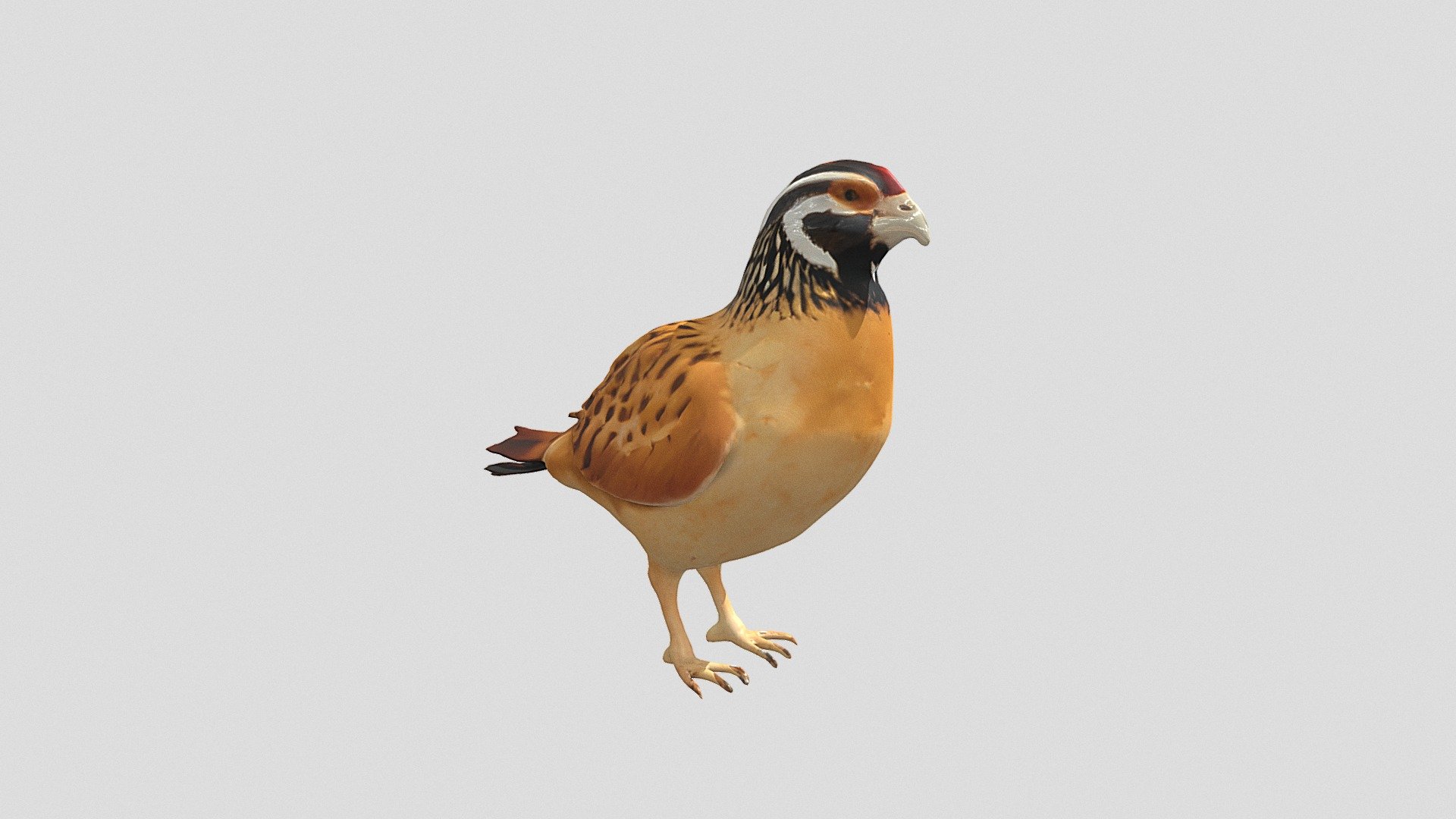 Bird - Wild Game Bird - Buy Royalty Free 3D model by Marc Sawyer ...