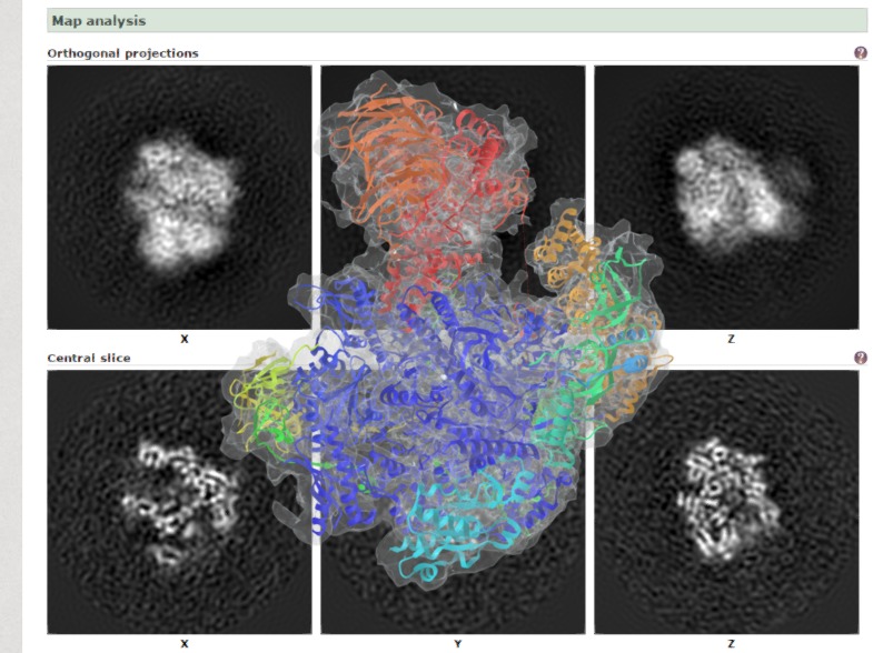 EMDB › EMD-3590 - 3D model by Interactive 3D Data (@proteinsimulation ...