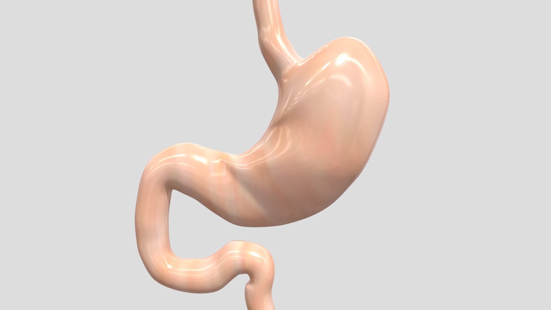 stomach - Download Free 3D model by reynosa2000 [863fc10] - Sketchfab