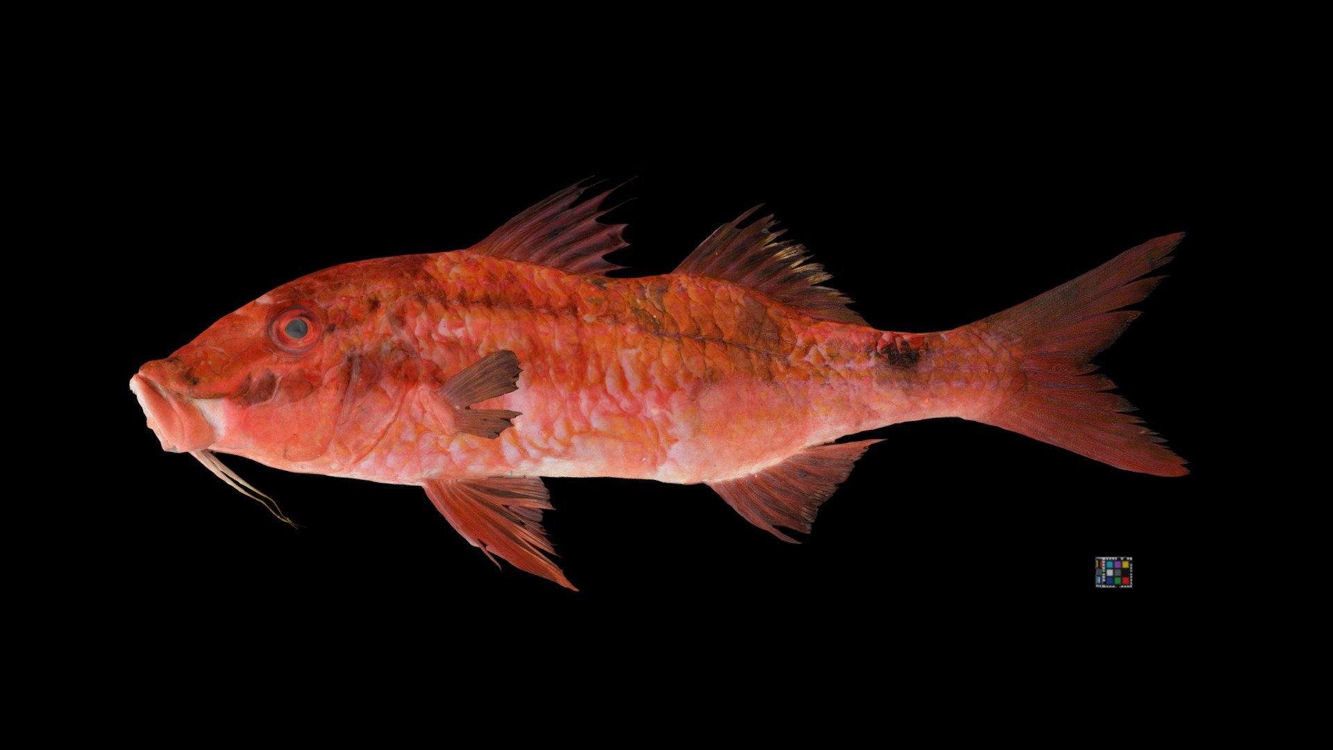オキナヒメジ Goatfish, Parupeneus spilurus - Download Free 3D model by ffish ...