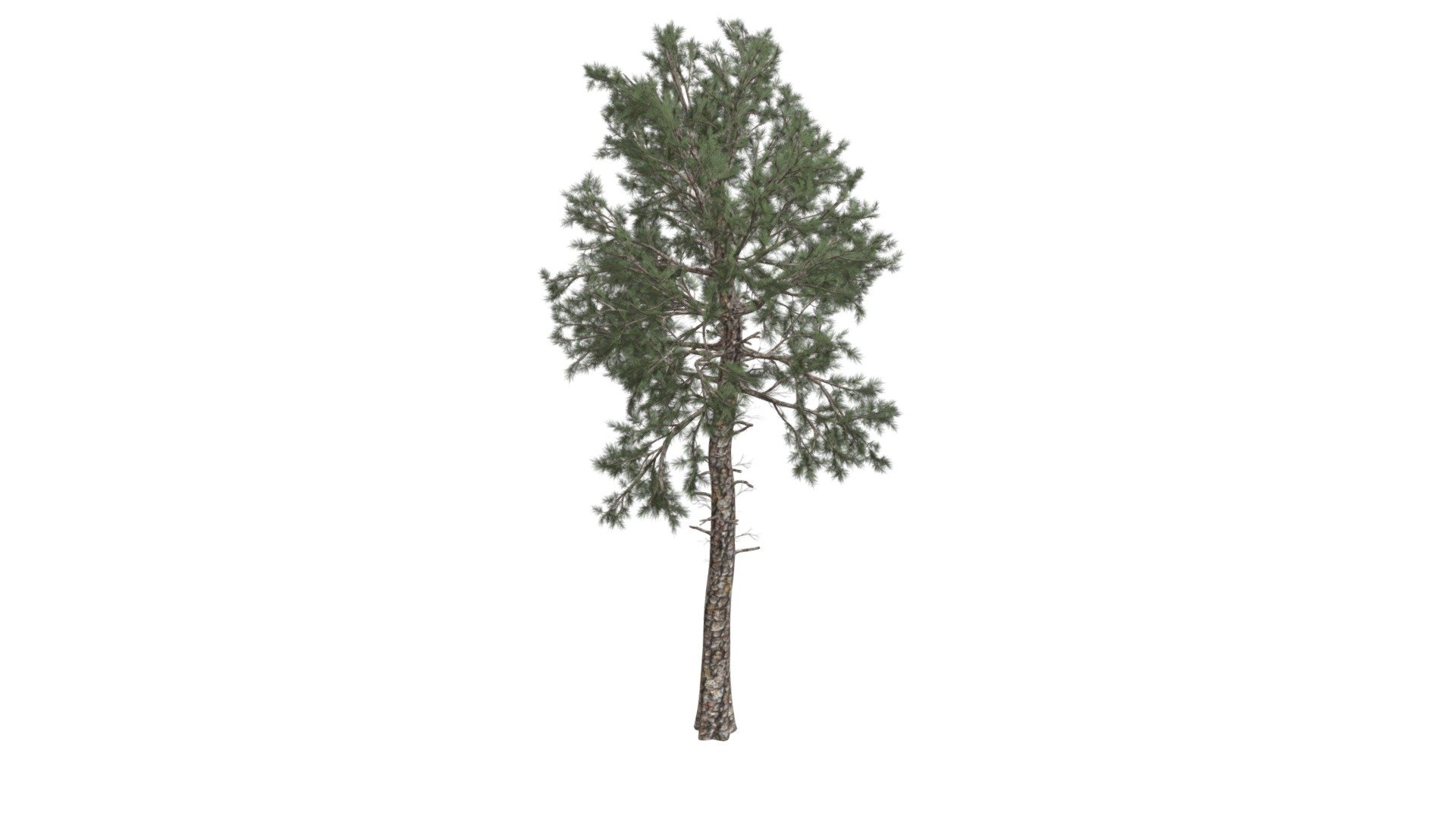 Loblolly Pine Tree #04 - Buy Royalty Free 3D model by meshshape ...