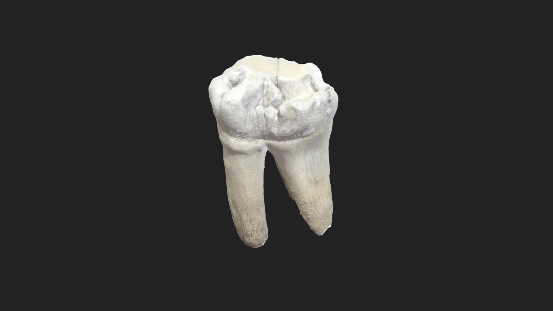 3rd cheek tooth (3rd premolar) pig (upper jaw) - 3D model by ...
