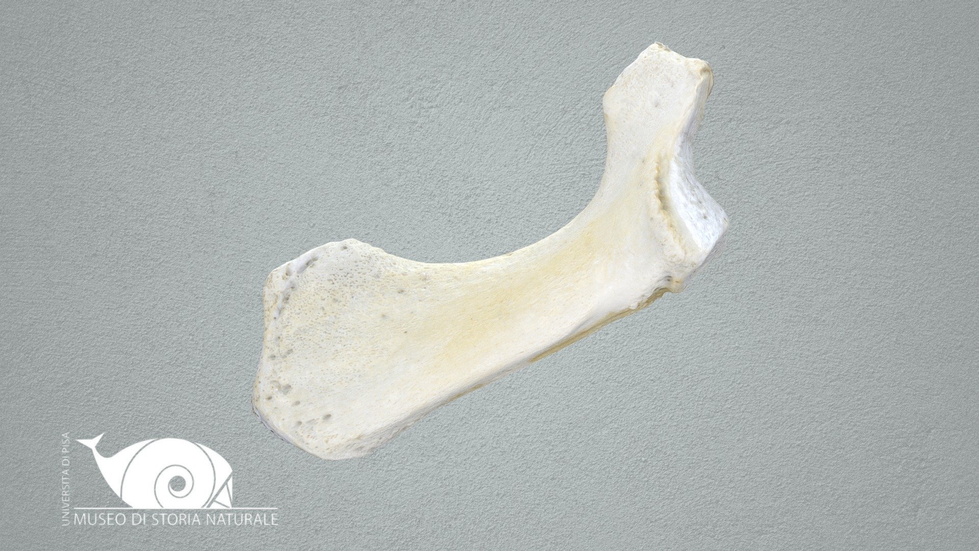 Risso's dolphin (Right ulna) - 3D model by Natural History Museum ...