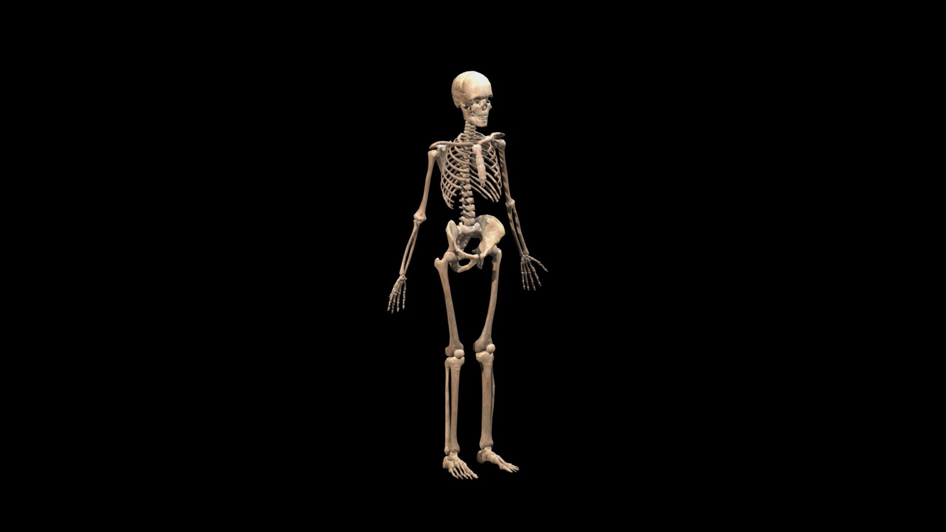 53_SkeletonSystem_LODa - 3D model by Vida Systems (@objects1) [8649e00 ...