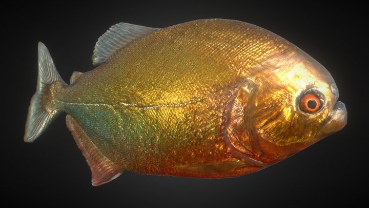 Piranja 3D models - Sketchfab