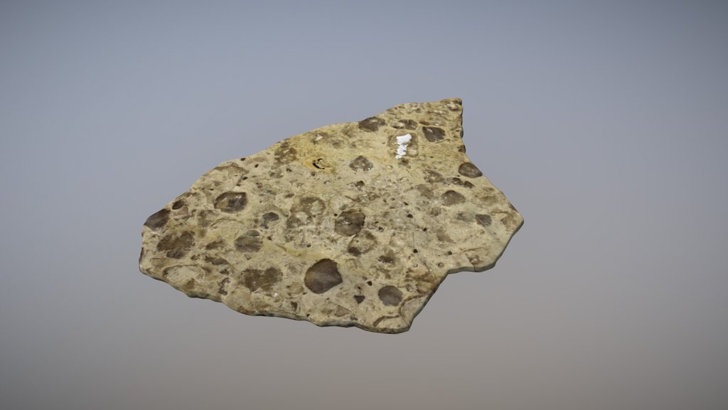 Lab 2 Fossilization & Taphonomy - A 3D model collection by Systematic ...