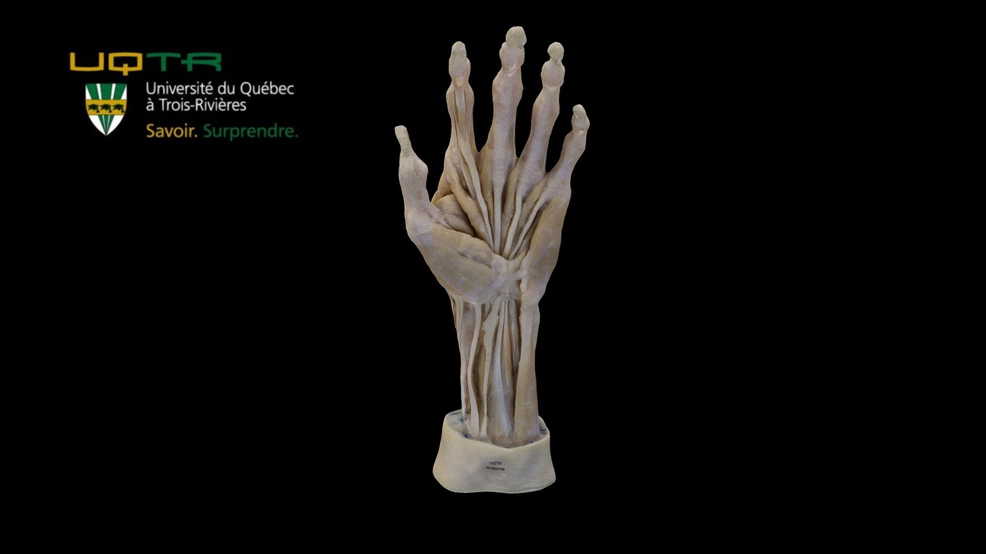 Main MSK / MSK hand (plastinated) - 3D model by Anatomie UQTR - Anatomy ...