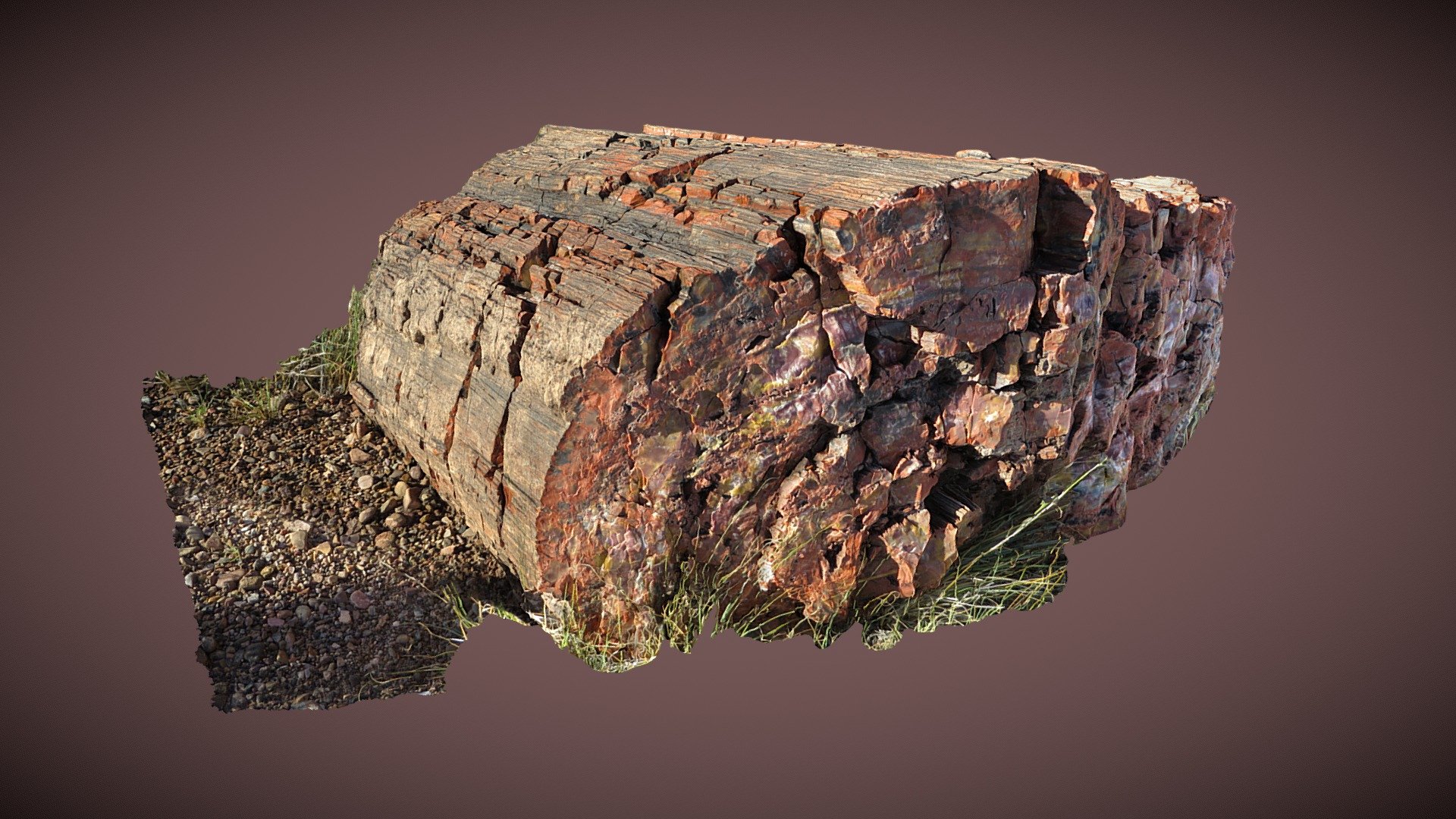 Petrified wood, USA - Download Free 3D model by Sara Carena ...