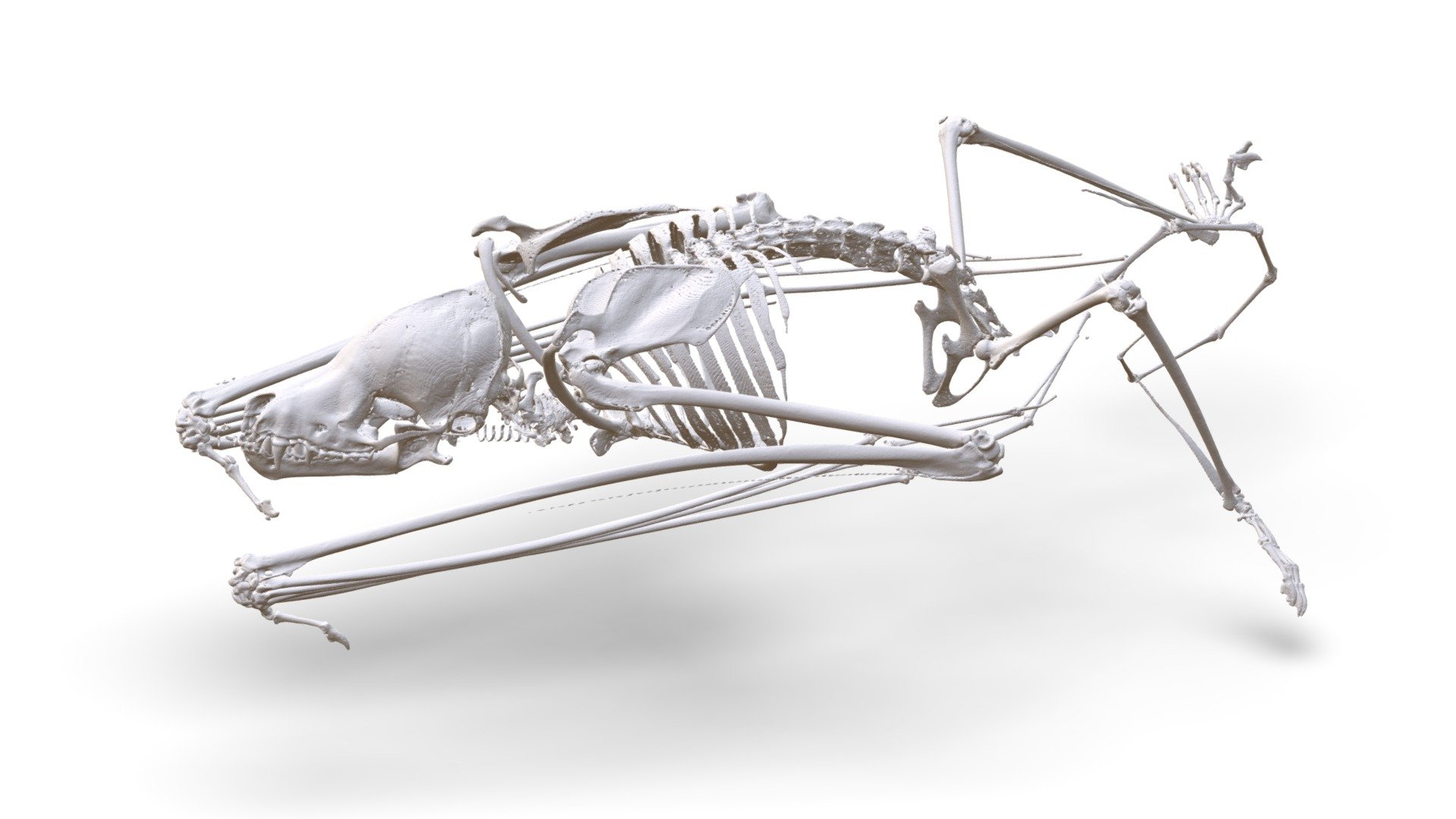Myotis sp (MSB:Mamm:262788) - 3D model by Biodiversity [865a42e ...