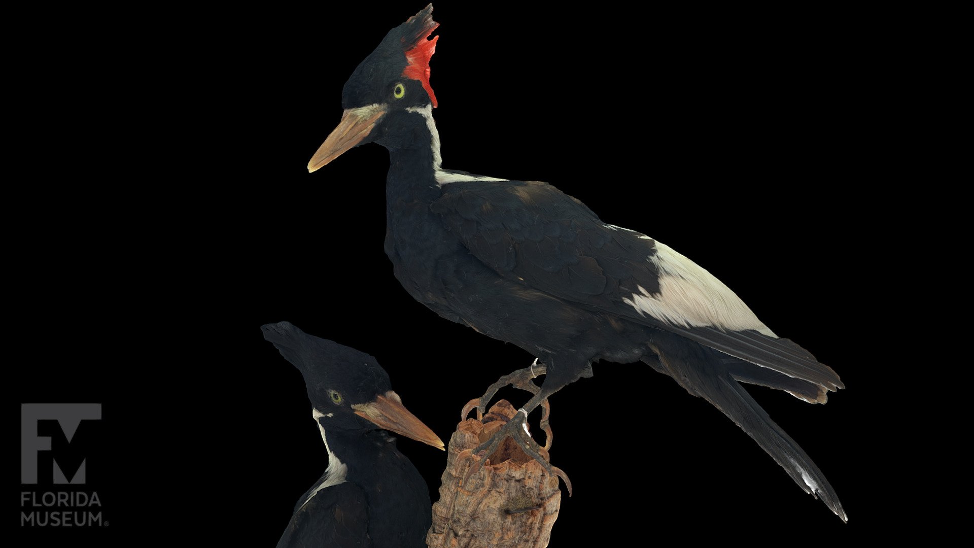 Ivory Bill Woodpecker - 3D model by FloridaMuseum [8661139] - Sketchfab