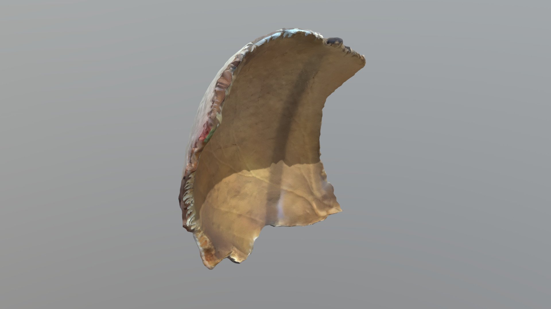 Parietal Gauche humain - Download Free 3D model by Tavernier Amaury ...