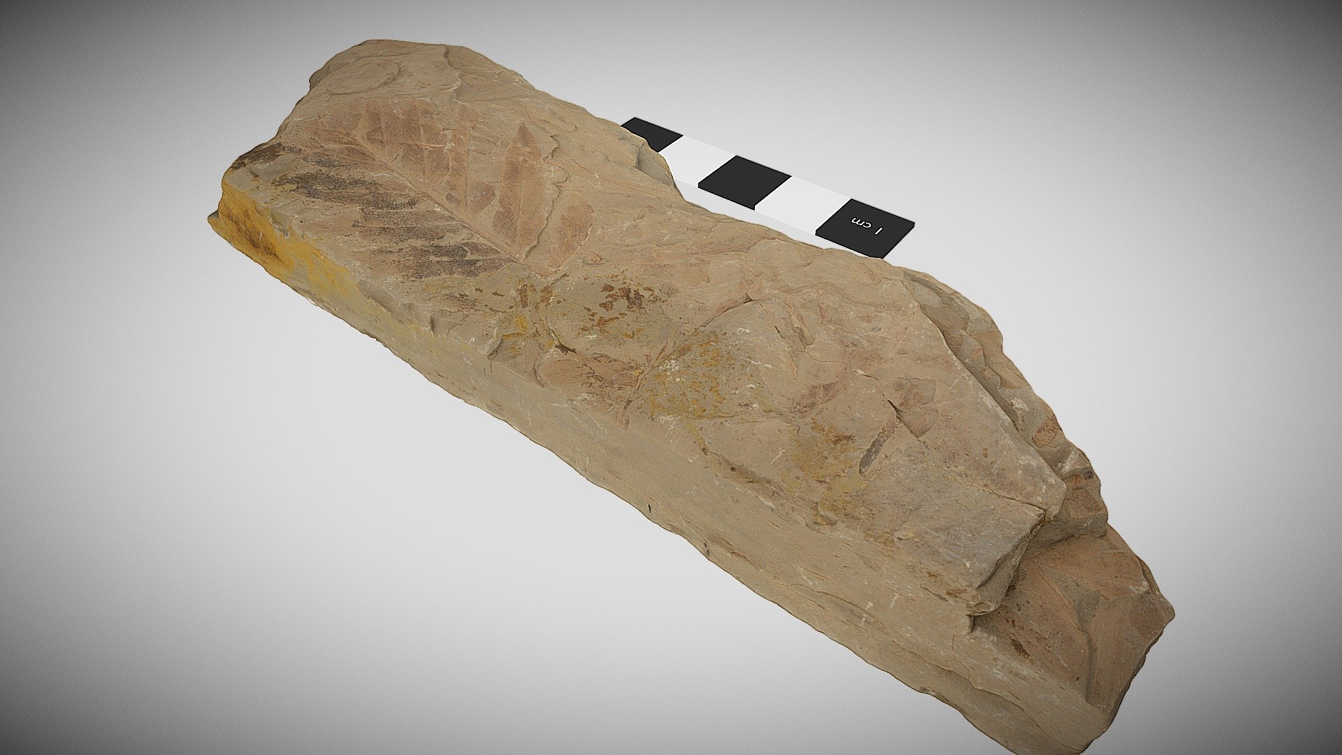 Triassic fossil plants - 3D model by UQ School of Earth and ...
