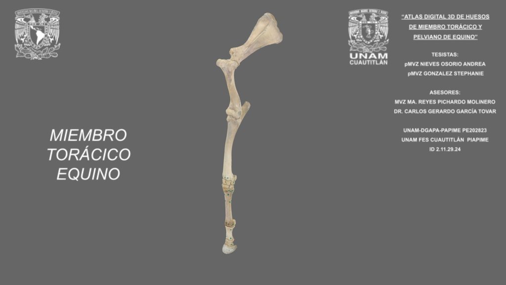 equino - A 3D model collection by Camipardo - Sketchfab