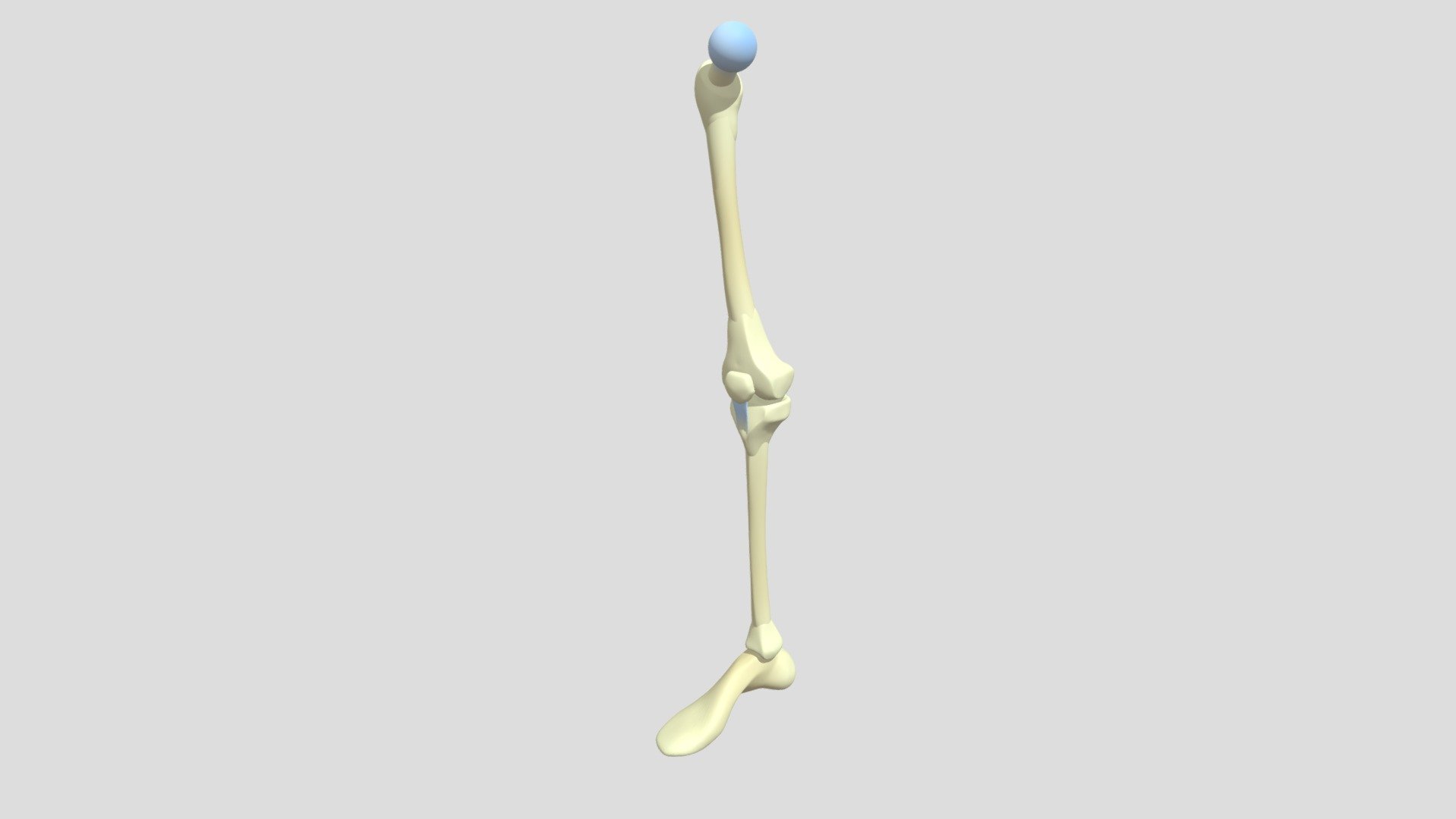 Leg bone - 3D model by liyuda322 [8668fc4] - Sketchfab