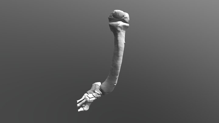 Talus 3D models - Sketchfab