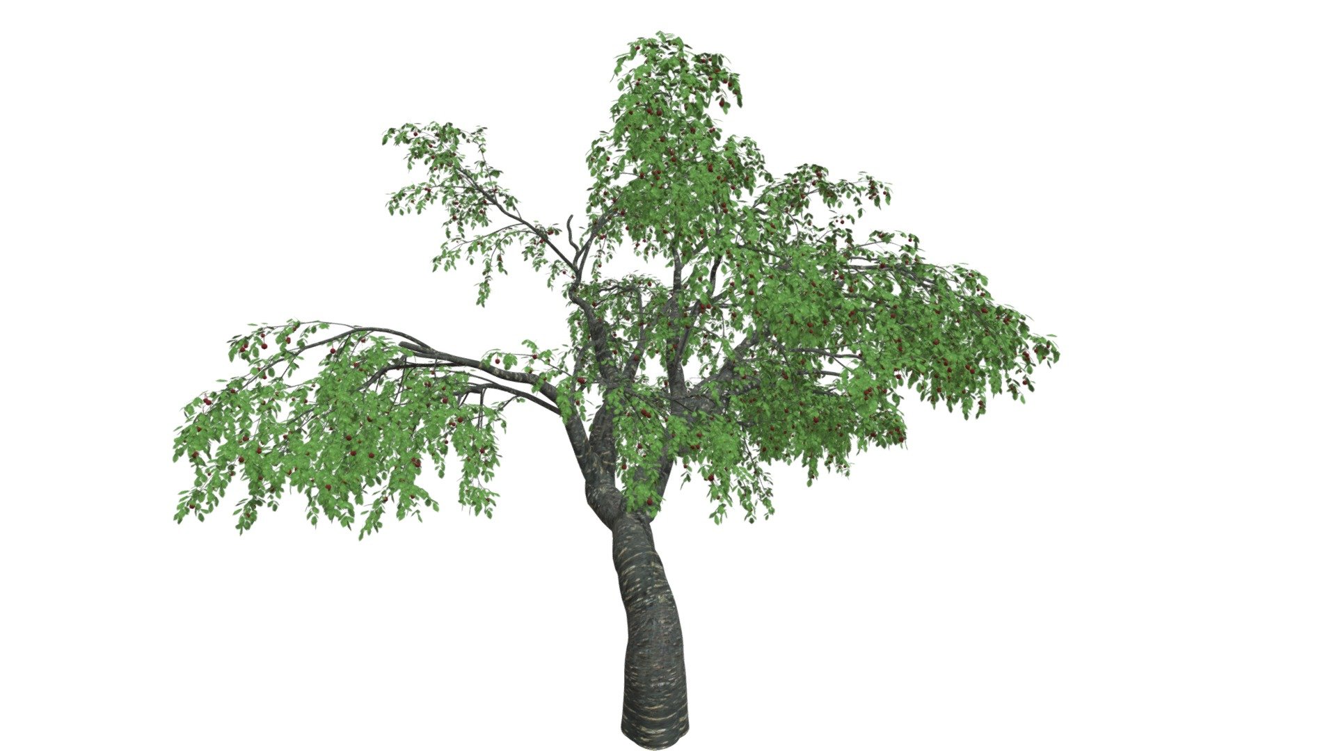Cherry Tree #08 - Buy Royalty Free 3D model by meshshape [867b025 ...