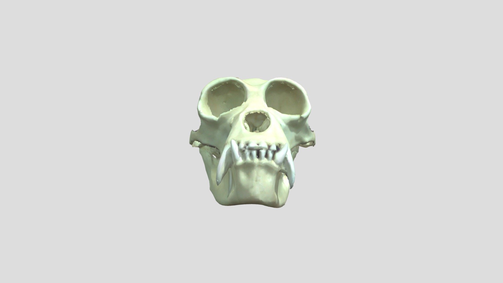 Gibbon Male - 3D model by Online Learning Media Studio (@olapeditor ...