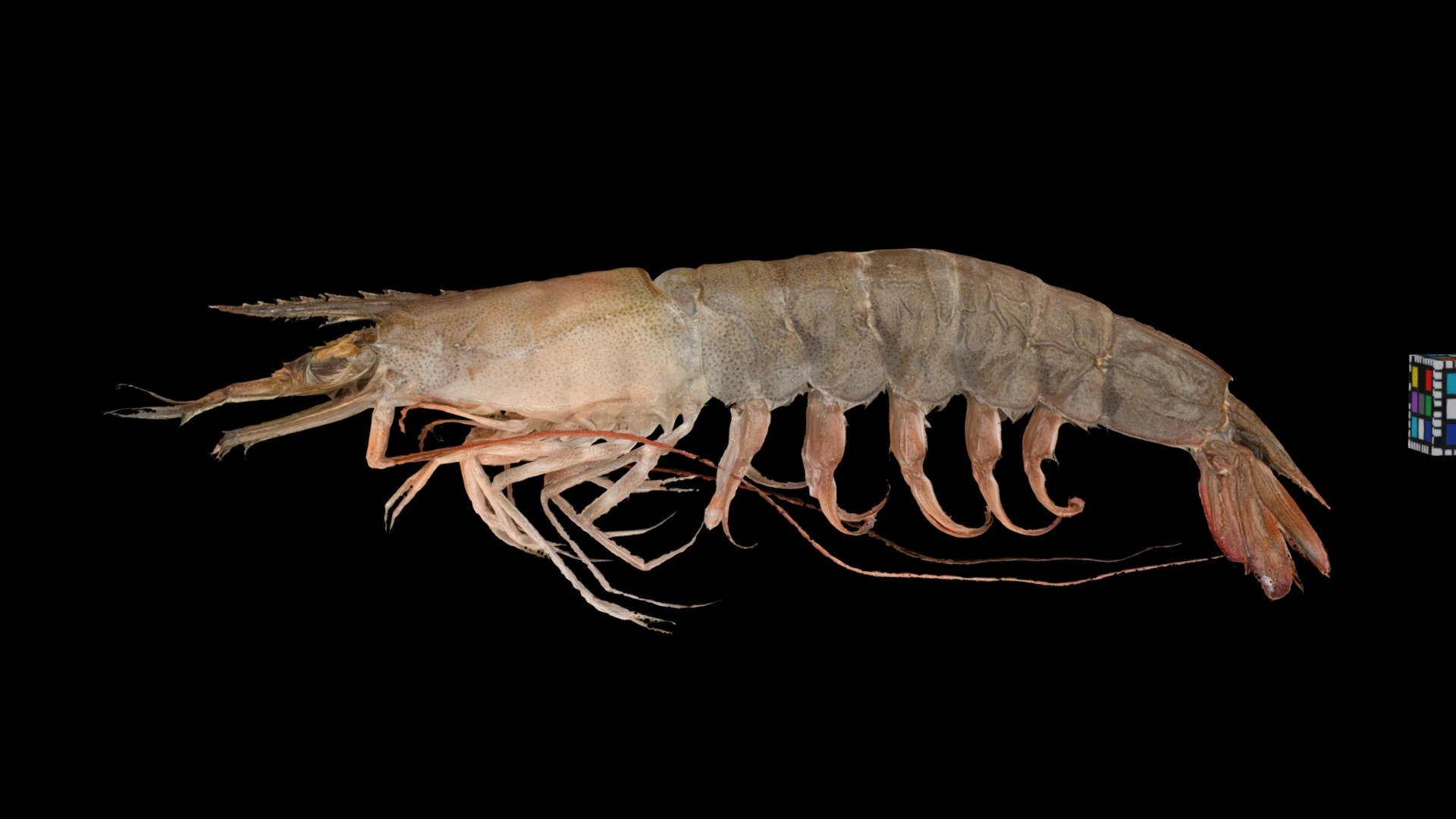 ヨシエビ ♂ Greasyback Shrimp, Metapenaeus ensis - Download Free 3D model by ...