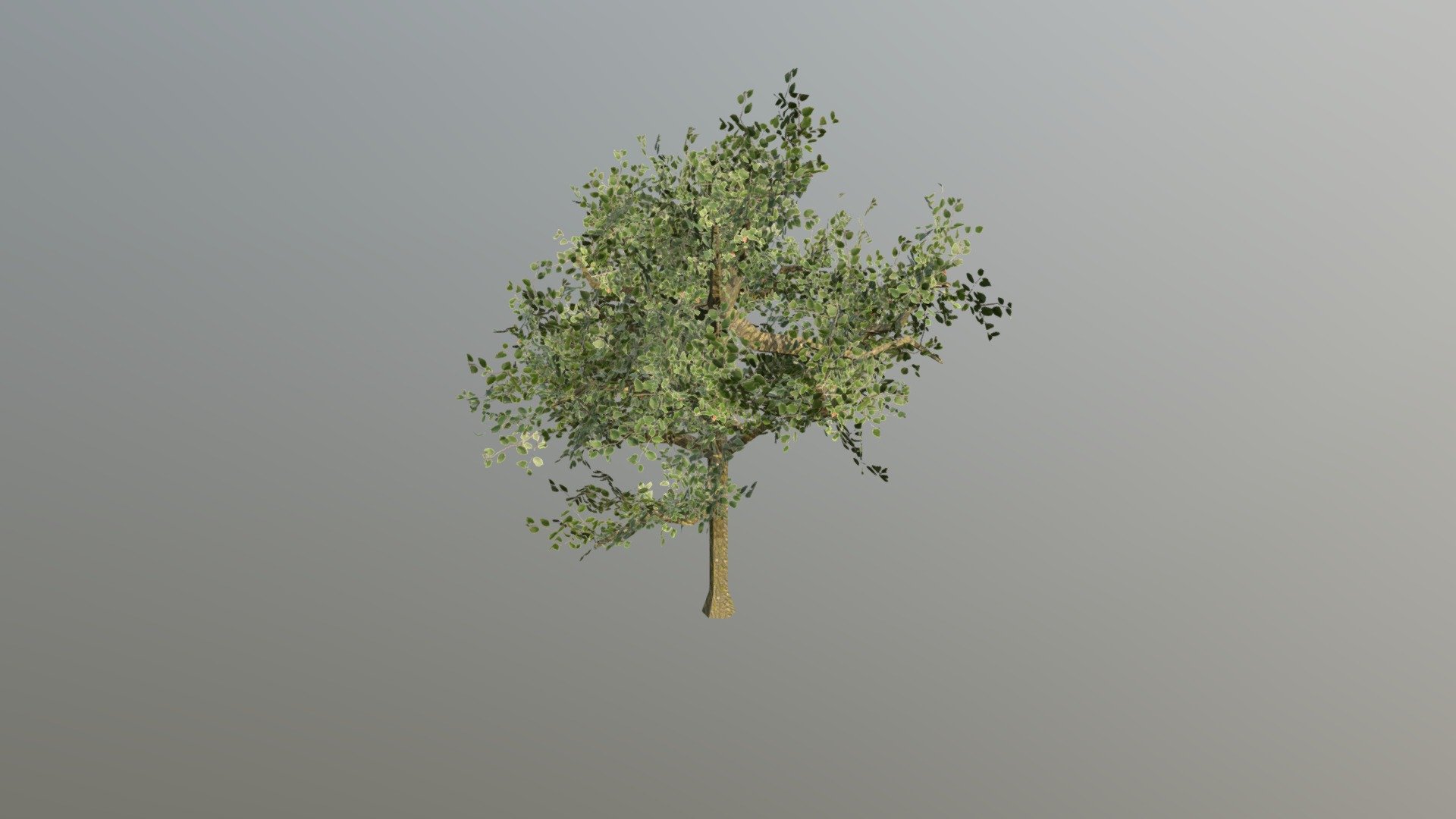 TREE - Download Free 3D model by Lin20318 [8688fc4] - Sketchfab