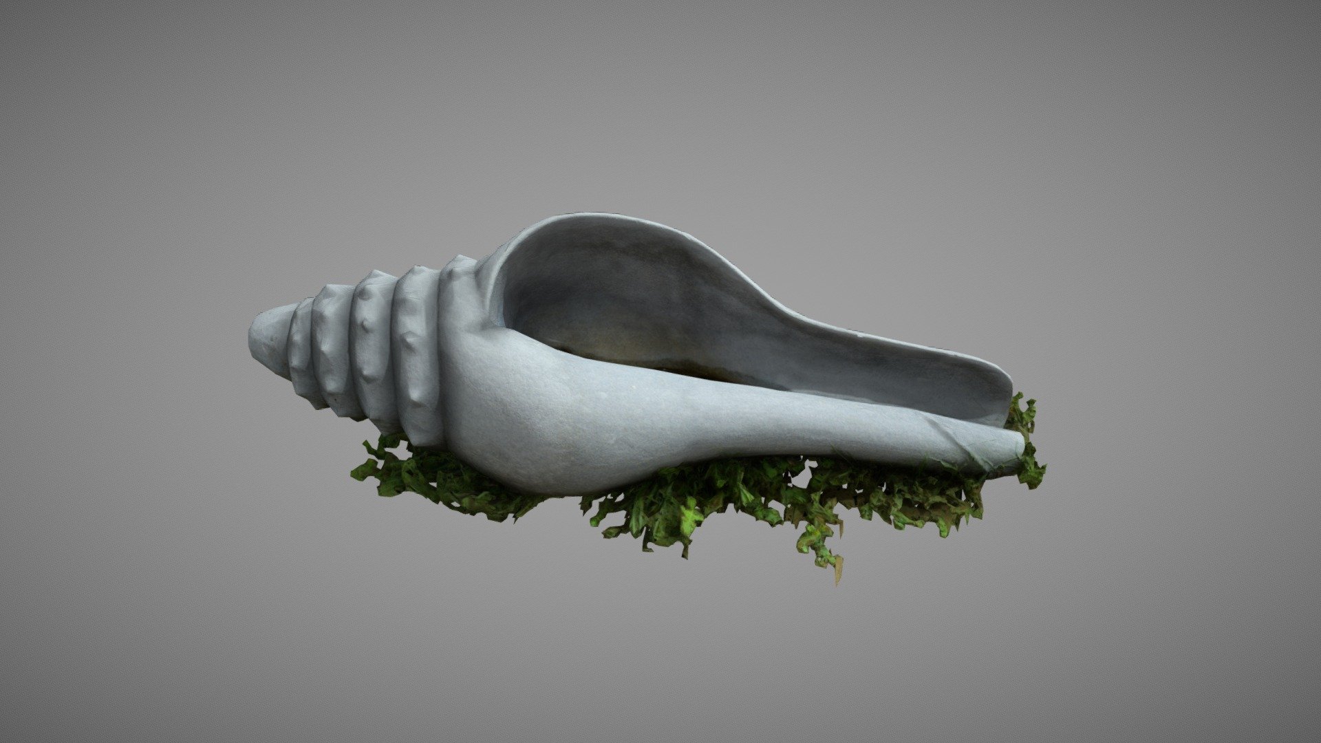Seashell - 3D model by lobach_ev (@iluha171819) [868a983] - Sketchfab