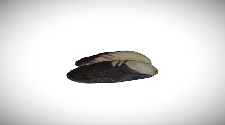 Mytilus californianus / CASIZ 93187 - 3D model by California Academy of ...