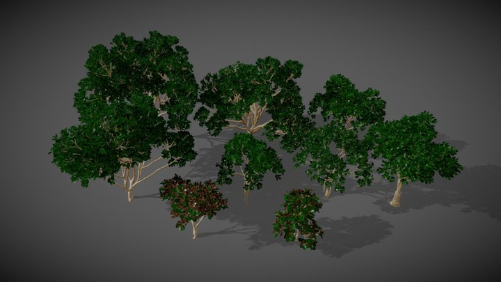 Rubber-tree 3D models - Sketchfab