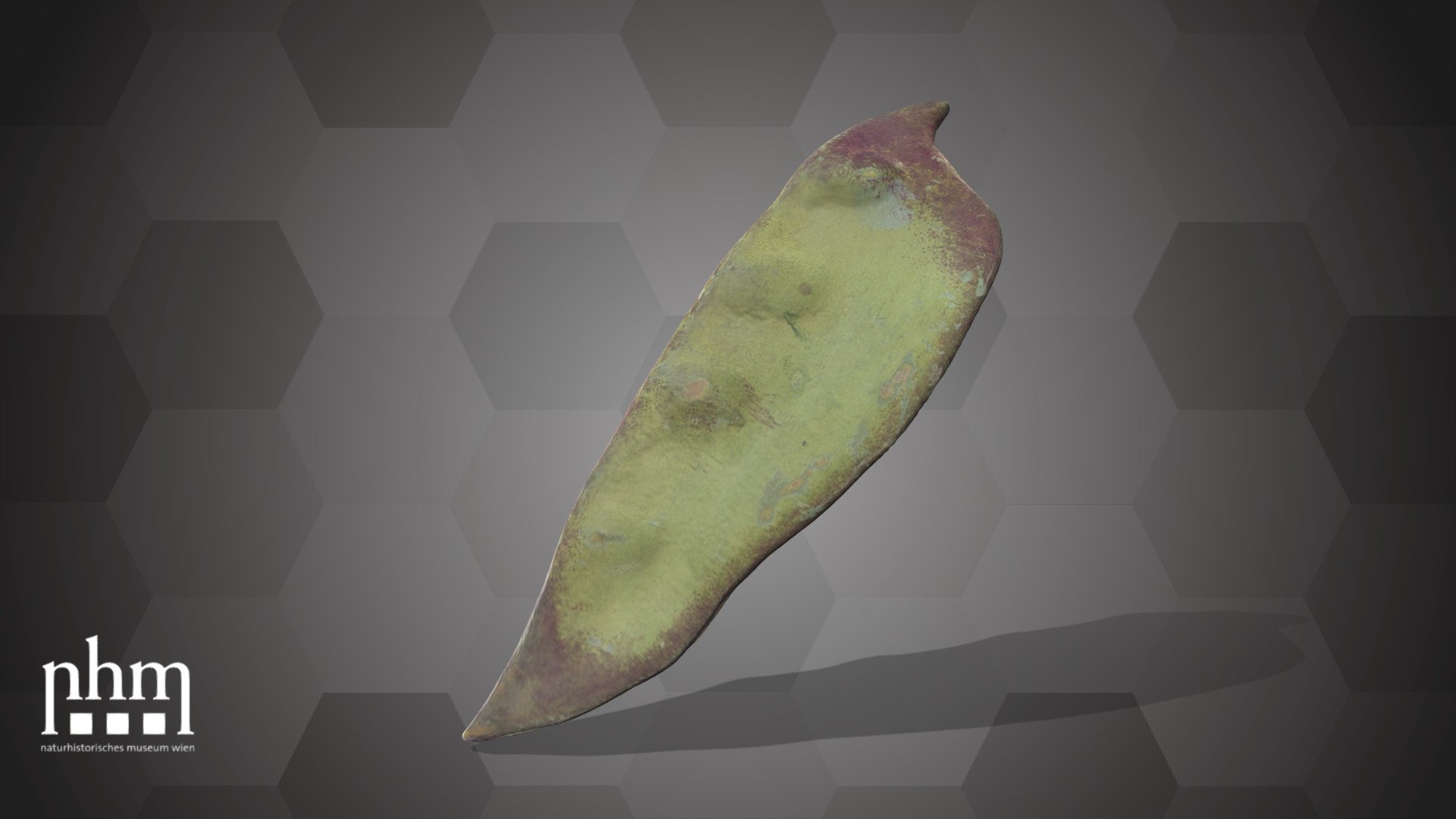 Peapod (NHMW-AFW-DING-0046-025) - Download Free 3D model by Natural ...