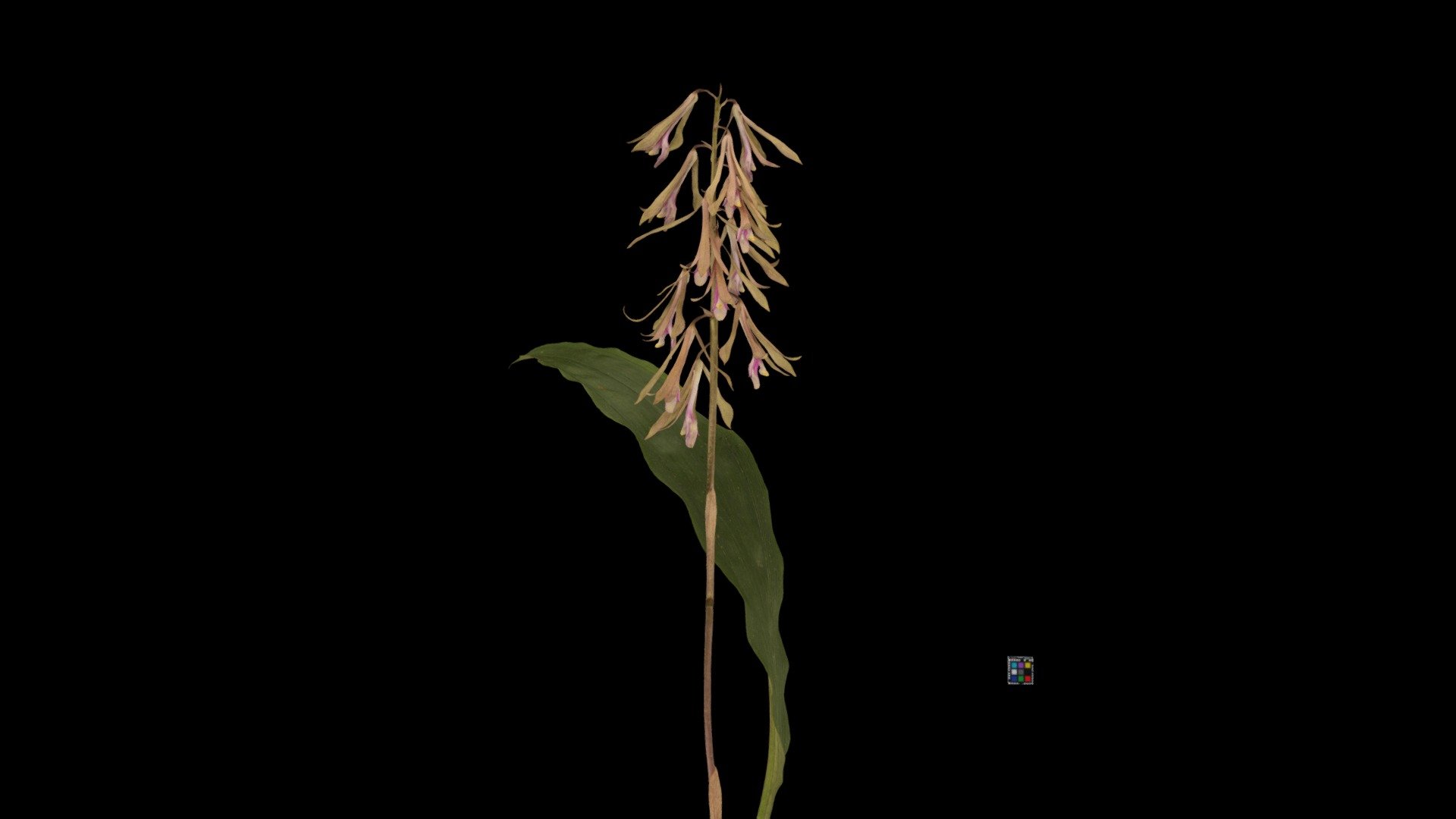 サイハイラン Small Appendages Cremastra - 3D model by ffish.asia / floraZia ...