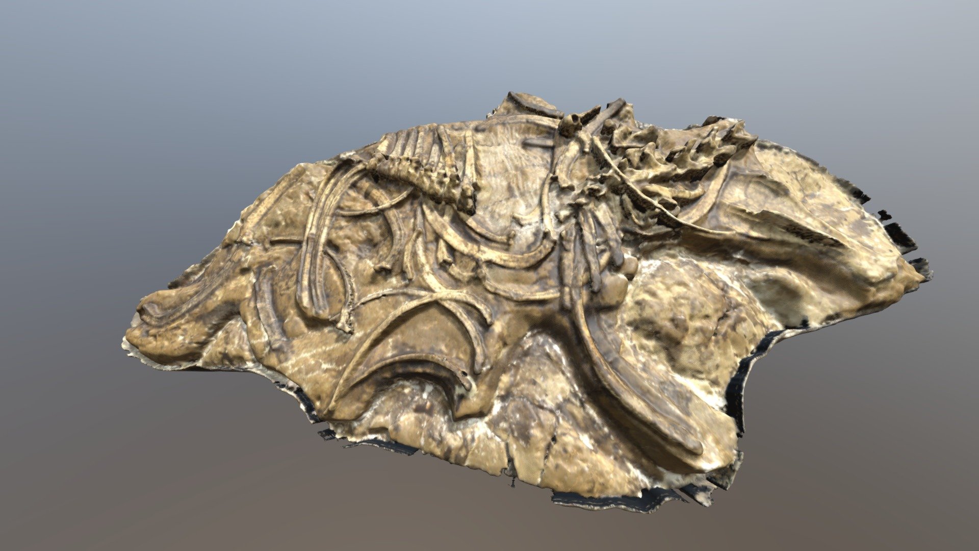Horse Skeleton in Matrix (VCU_3D_3920) - 3D model by Virtual Curation ...