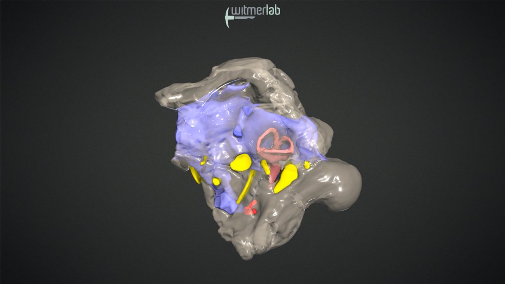 fossils - Triassic - A 3D model collection by MuseumoftheCosmos - Sketchfab