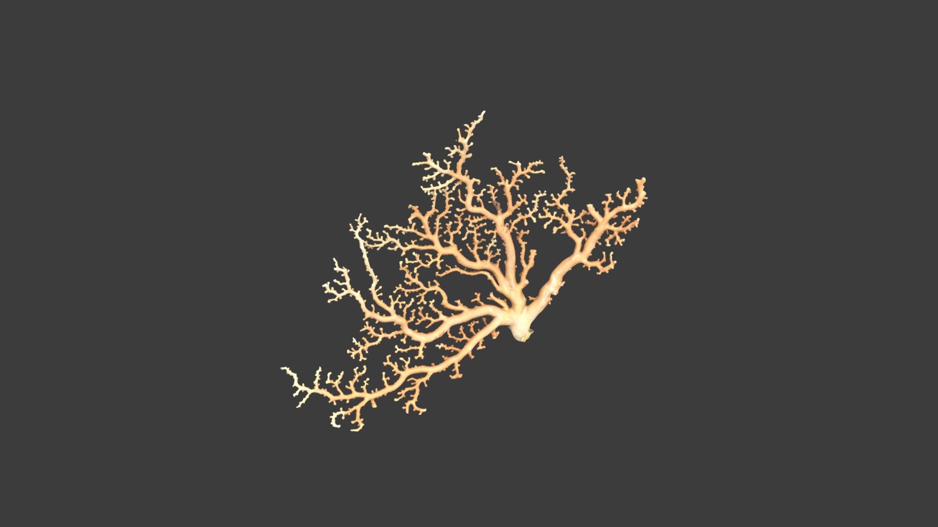 Corallium sp. - Download Free 3D model by The Smithsonian Institution ...