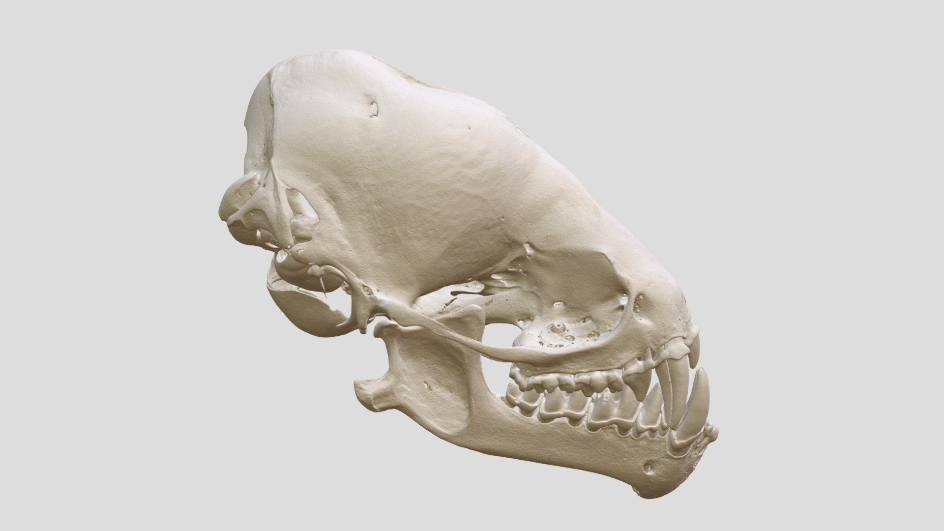 Lasiurus ega (MSB:Mamm:238749) - 3D model by Biodiversity [86b8098 ...