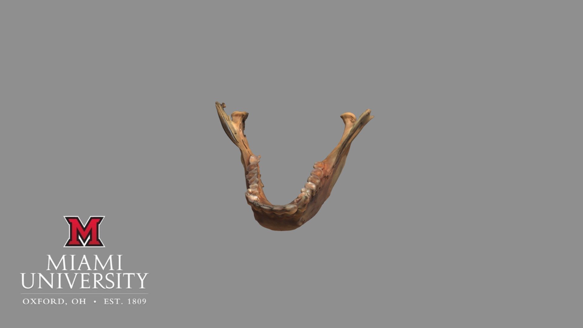 MU919 Owl Monkey Mandible - Download Free 3D model by ...