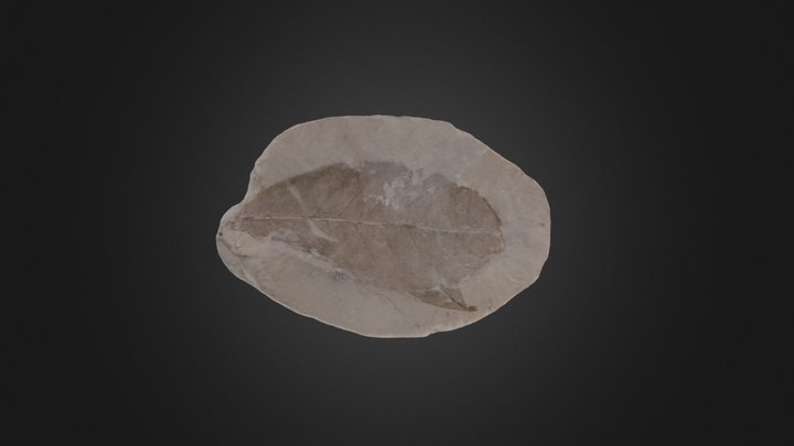 Angiosperm 3D models - Sketchfab