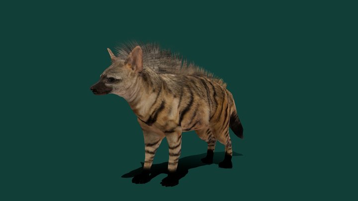 Hyena 3D models - Sketchfab