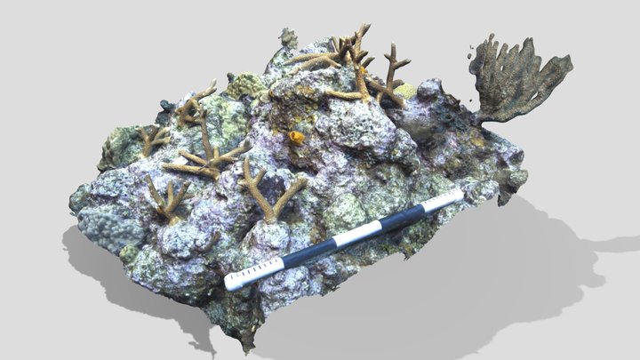 Roatan 3D models - Sketchfab