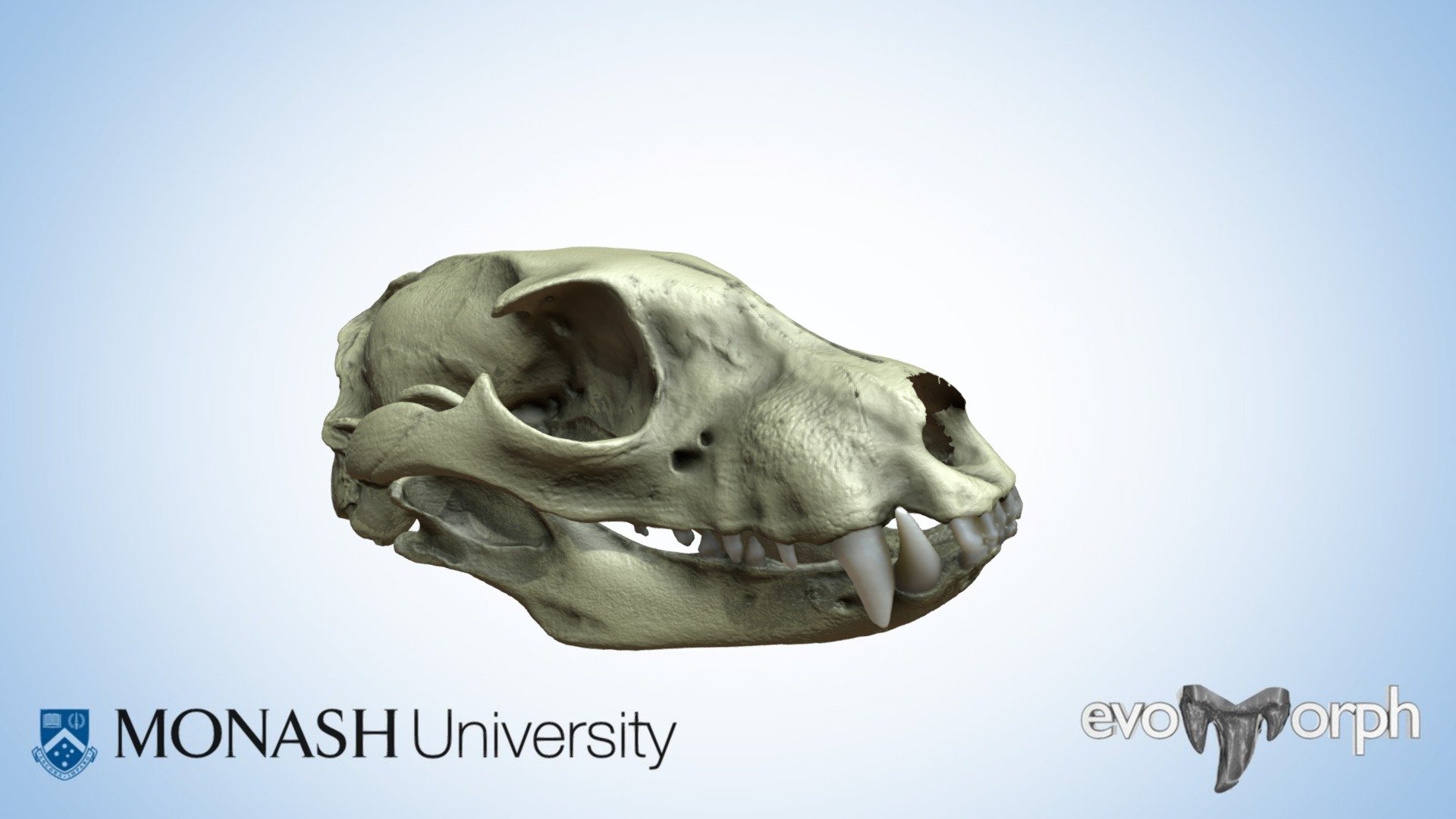 Skull of the Aardwolf - 3D model by Evans EvoMorph Lab (@arevans ...