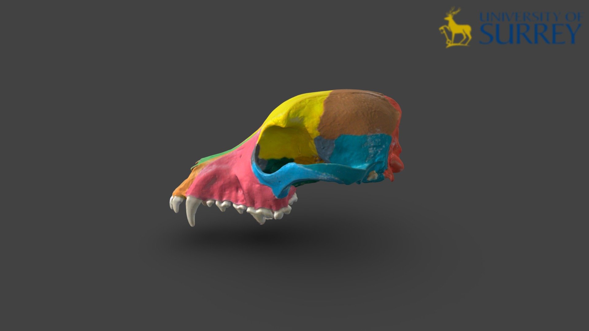 Bones of the skull (dog) - 3D model by SurreyVetAnatomy [86d3bbb ...