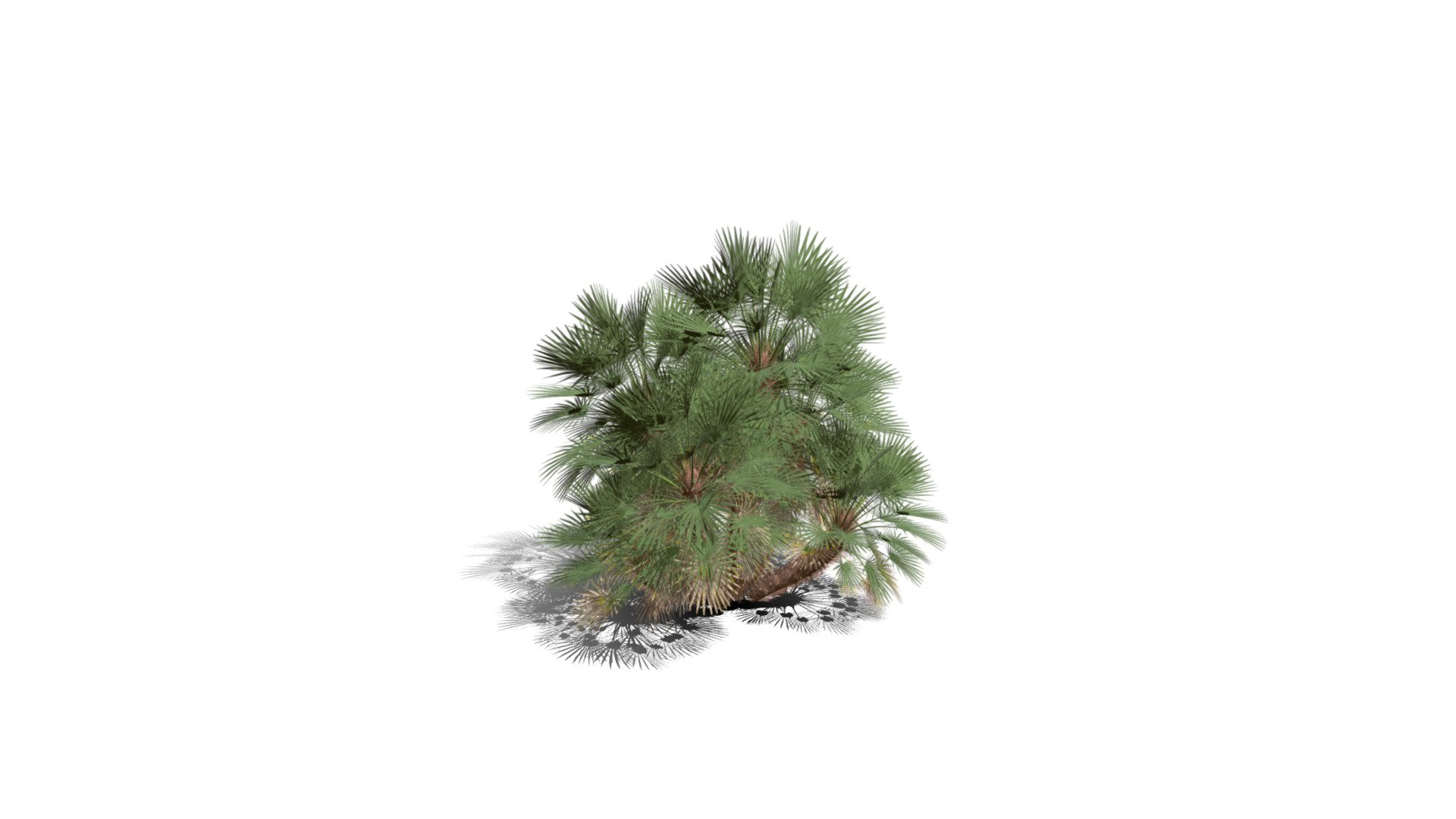 Realistic HD Mediterranean fan palm (9/30) - Buy Royalty Free 3D model ...