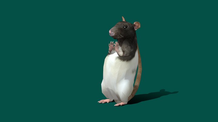 Street_rat 3D models - Sketchfab