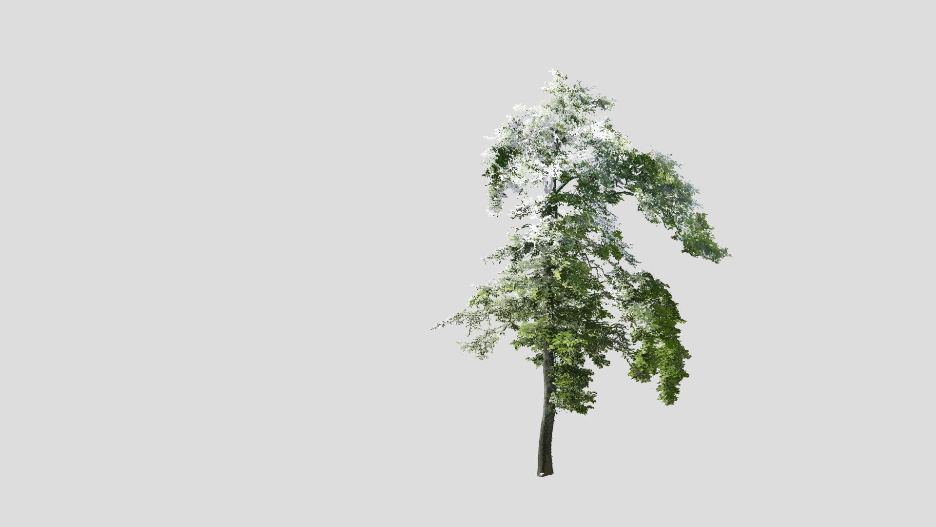 Tree Point Cloud - Buy Royalty Free 3D model by magnum_opus (@tree ...
